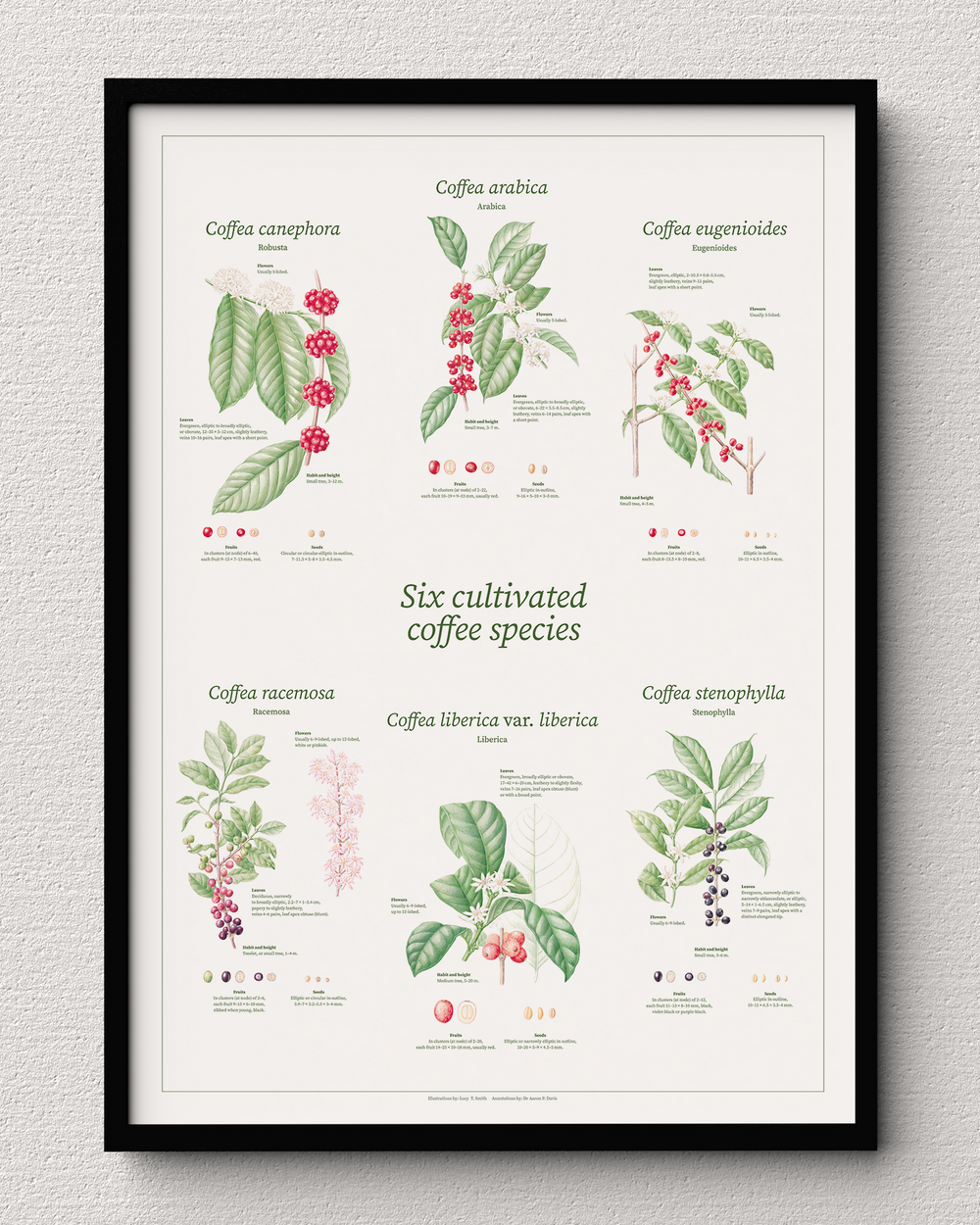 Coffee Species Botanical Drawings