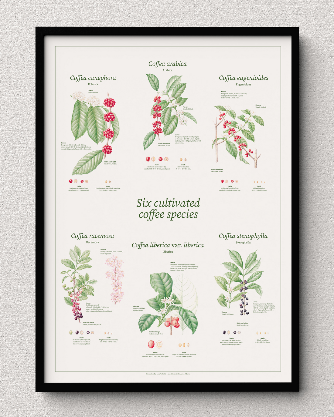 Coffee Species Botanical Drawings